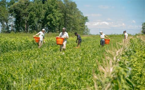 La Agricultura Orgánica Tiene Iguales O Mejores Rendimientos Que La
