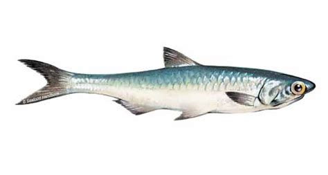 Which Sushi Fish Have Parasites Sushi Modern