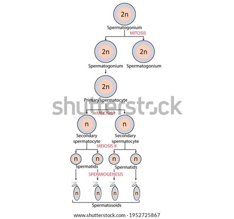 Spermatogenesis Mitotic Meiotic Cell Division Stock Illustration