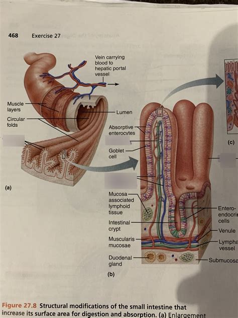 Digestive System Diagram Quizlet