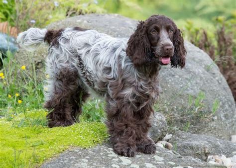 Hunting Dog Breeds Best Dogs For Hunting