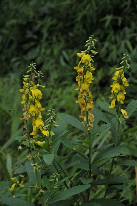 Crotalaria Assamica