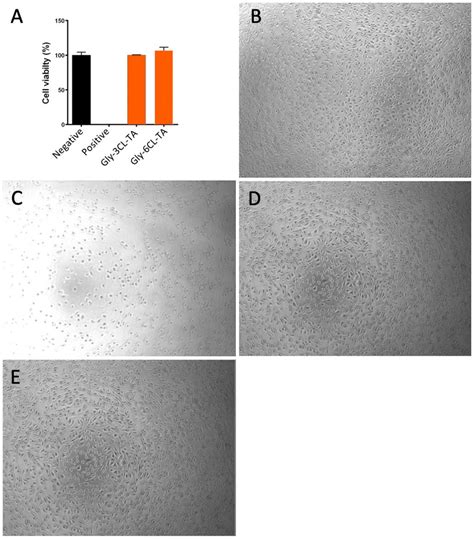 Cell Viability Data Of L929 Cells Under Light Microscope A Mtt