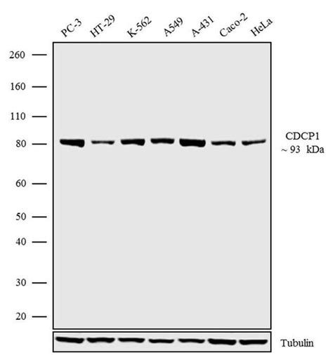 Cdcp1 Antibody 720234