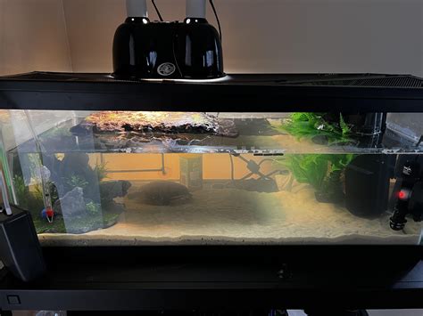 African Sideneck Turtle Advice R Turtle