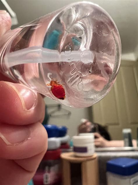 Am I Screwed R Whatbugisthis