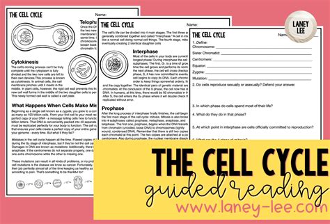 The Cell Cycle Coloring Worksheet Laney Lee Worksheets Library