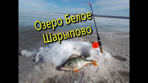 Рыбалка в Шарыпово на озере Белое Youtube