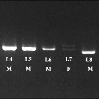 PDF Molecular Sexing Of Wild And Companion Birds Using Samples Collected By Minimally Invasive