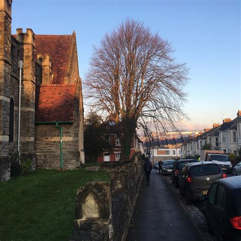Lime Reduction In Bedminster Bristol Bristol Tree Services