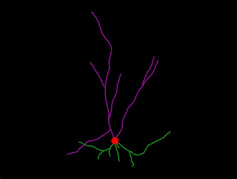 detailed cell information m273 section2 image5 gfpneuron4 trace