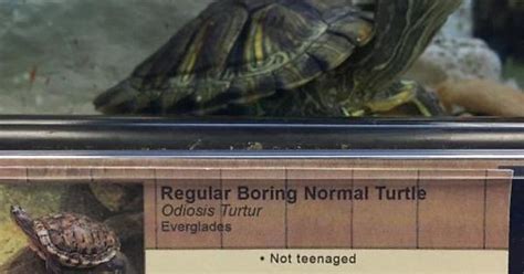 Just Buy The Dumb Turtle Album On Imgur