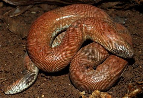 Indian Sand Boa Facts Description Diet And Pictures