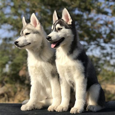 Venta De Cachorros Husky Siberiano En León Gto Husky Siberian Shadi