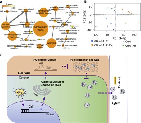 Galactosylation Of Rhamnogalacturonan Ii For Cell Wall Pectin Biosynthesis Is Critical For Root