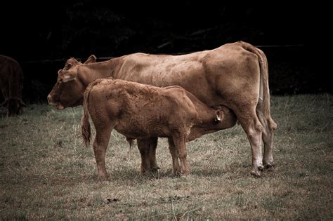 10000 Free Furry Cow And Cow Images Pixabay
