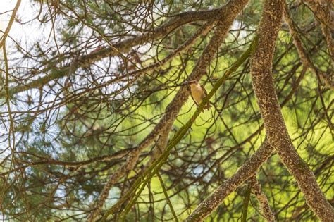 A Small Colorful Bird Sits In The Crown Of A Large Tree And Has An Insect In Its Beak Stock