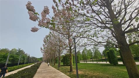 Как цветет Павловния у нас в Краснодаре Youtube