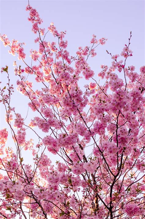 3479 Best Cherry Blossom Viewing Images On Pholder Most Beautiful
