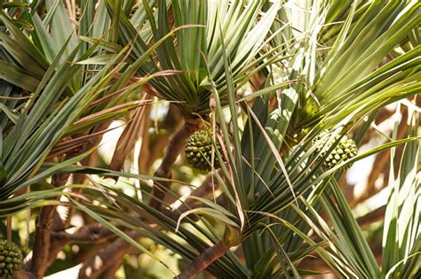 이국적인 과일이 있는 열대 야자수 여행 개념입니다 야자수 잎이 닫힙니다 0명에 대한 스톡 사진 및 기타 이미지 0명 개념 고풍스런 Istock