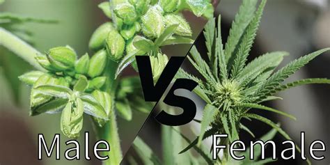 Male Vs Female Weed Plants Whats The Difference