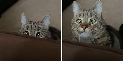 49 Of The Derpiest Cats Caught On Camera New Pics