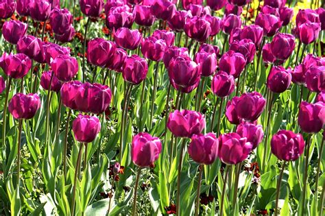 Free Images Nature Blossom Growth Bunch Field Meadow