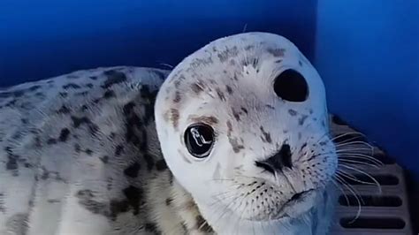 Maleni Tuljan Spašen Je I Zbrinut A Uskoro Se Vraća U Ocean Dobio Je