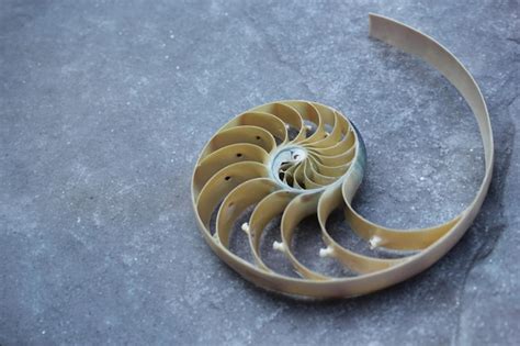 Premium Photo Shell Nautilus Pearl Fibonacci Sequence Symmetry Cross