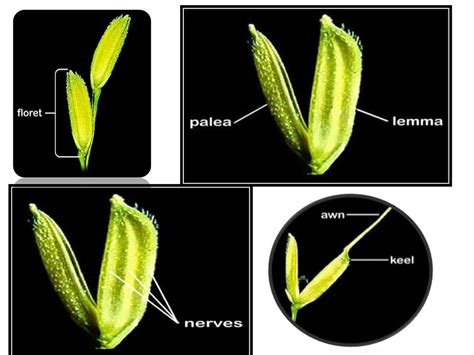 Presentation On Morphology Of Rice Plant