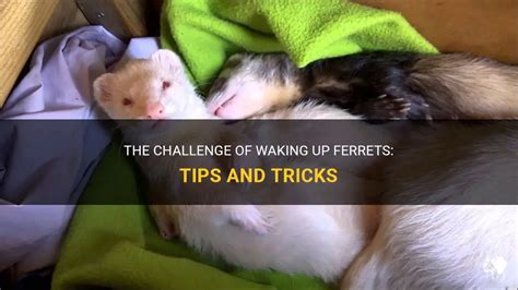 The Challenge Of Waking Up Ferrets Tips And Tricks Petshun