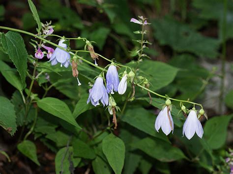 ソバナ岨菜