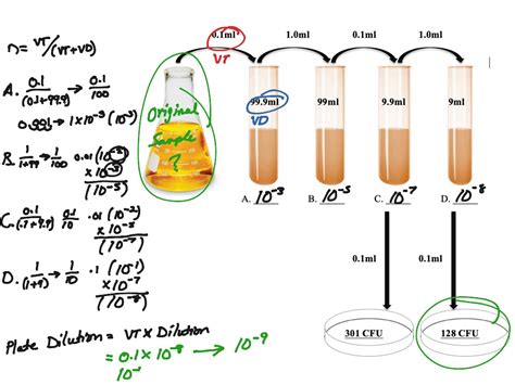 Calculating Serial Dilution Math Showme