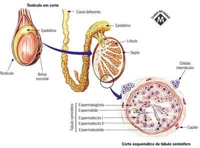 Embriologia Geral ESPERMATOGÊNESE