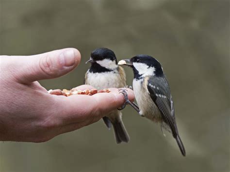 How To Tame A Robin Uk Tweetapedia Living With Birds