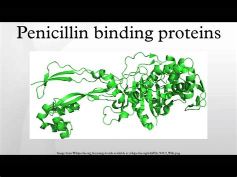 Penicillin Binding Protein