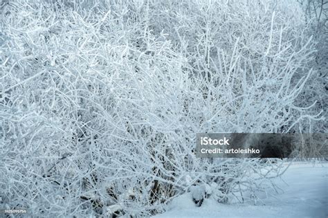 하얀 눈으로 덮인 얼어 붙은 나뭇 가지 자연의 아름다운 겨울 경이로움 겨울 배경 0명에 대한 스톡 사진 및 기타 이미지 0명