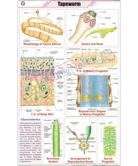 Tapeworm Chart Laminated With Rollers Teachingnest