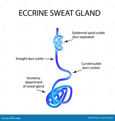 Structure Eccrine Sweat Gland Infographics Stock Vector Illustration Of Cell Health 90177422