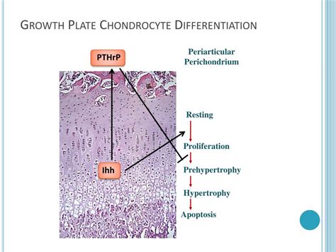 Ppt Gli2 And P53 Cooperate To Regulate Igfbp 3 Mediated Chondrocyte