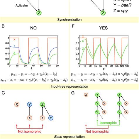 Feed Forward Loop Ffl And Feed Forward Fiber Fff A Ffl Network