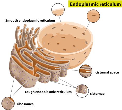 Diagram Of Endoplasmic Reticulum Definition Types Function And
