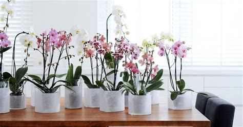 Як правильно поливати орхідею прості правила та поради