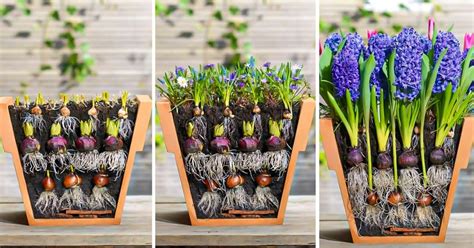 მოხუცმა ფლორისტმა ბოლქვიანი ყვავილები „ლაზანიას მეთოდით“ დარგო ზაფრანა ნარგიზი სუმბული და