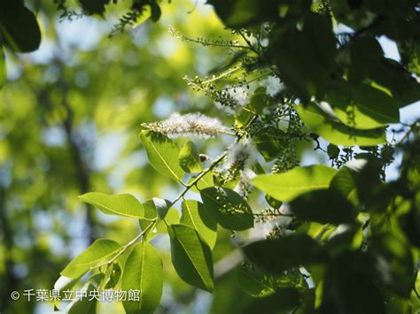 生態園の自然：アカメヤナギ果実