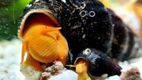 Rabbit Snail Care Guide 101 Size Diet Breed And More 2025