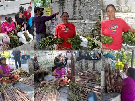 बजारमा अर्गानिक टुसा र डौंडे निउरो बेचेर राम्रो आम्दानी फोटोफिचर