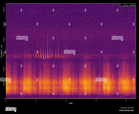 Pygmy Pipistrelle Pipistrellus Pygmaeus Stock Photo Alamy