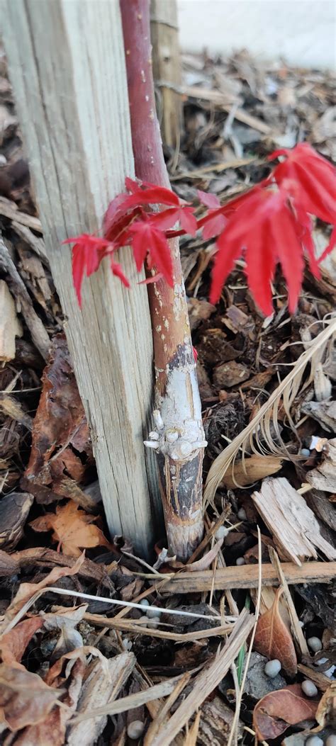 Help Identifying What This Is R Japanesemaples