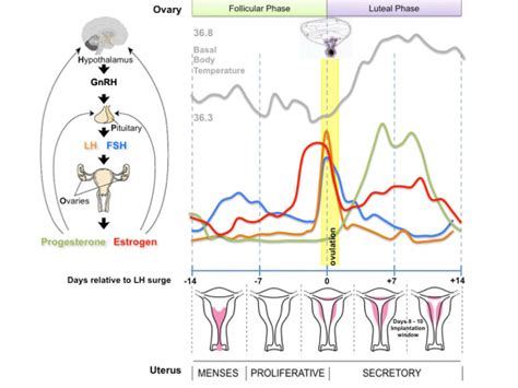 Bgdb Sexual Differentiation Postnatal Embryology